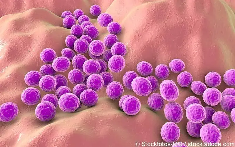 Behandlung Von Staphylococcus Aureus Infektionen